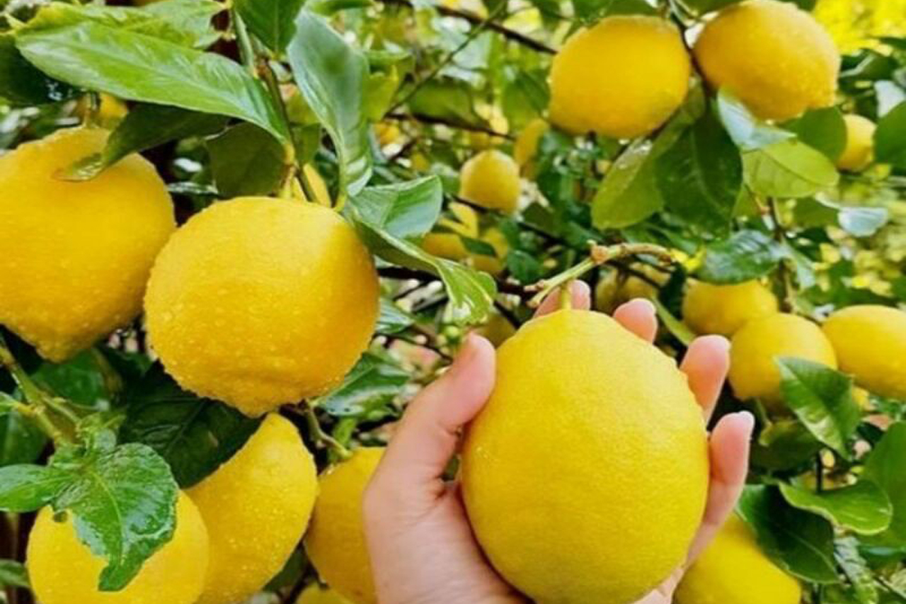 Lemons